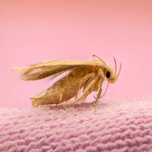 Clothes Moths Control – Bena Pest Management